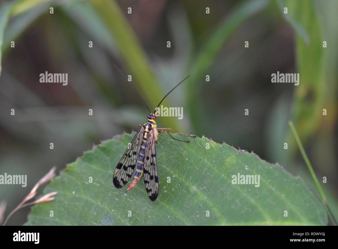 Insectes insectes noirs hi-res stock photography and images - Alamy