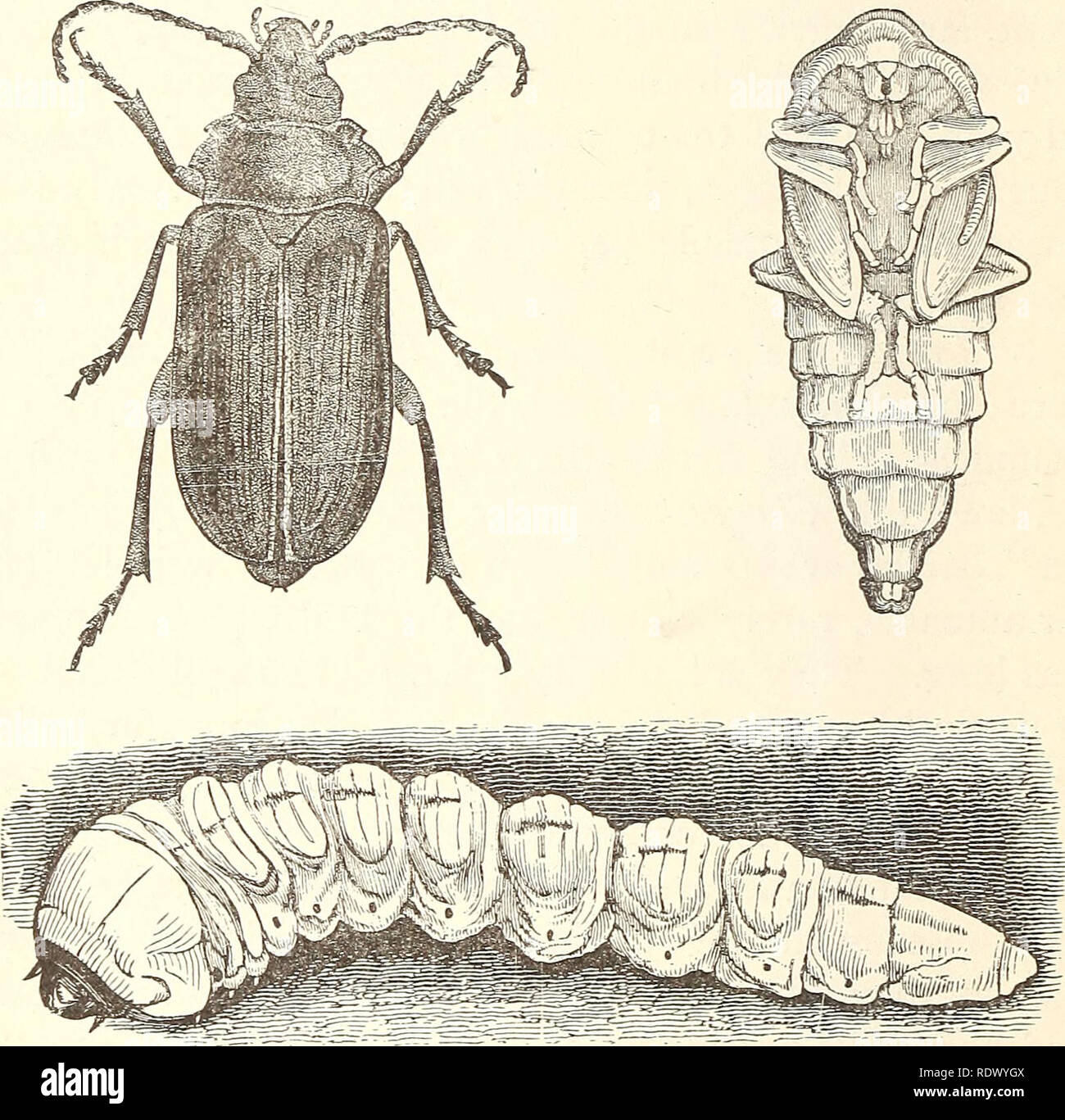 . Economic entomology for the farmer... 2o6 AJV ECONOMIC ENTOMOLOGY ...