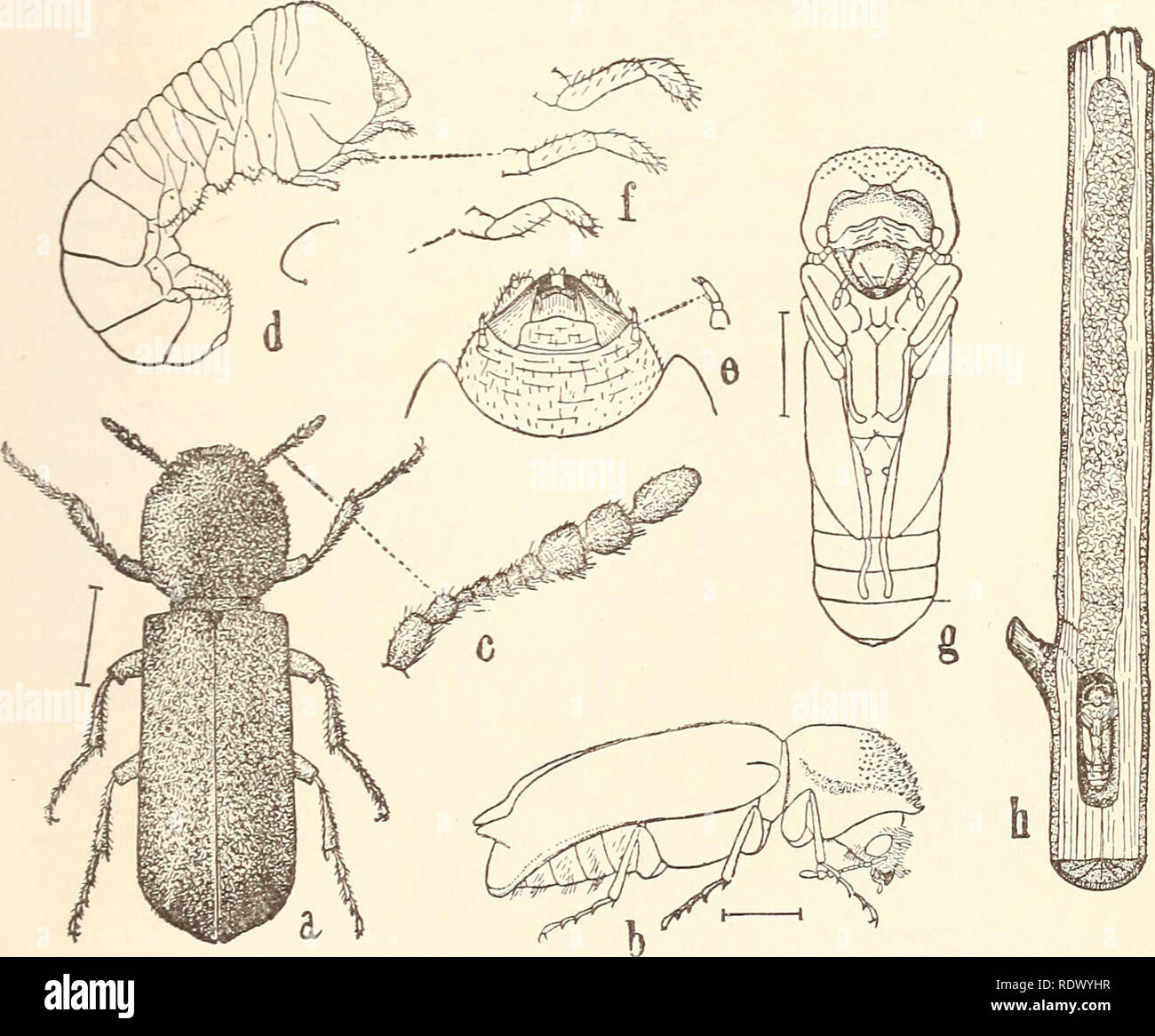 Bud borer hi-res stock photography and images - Alamy