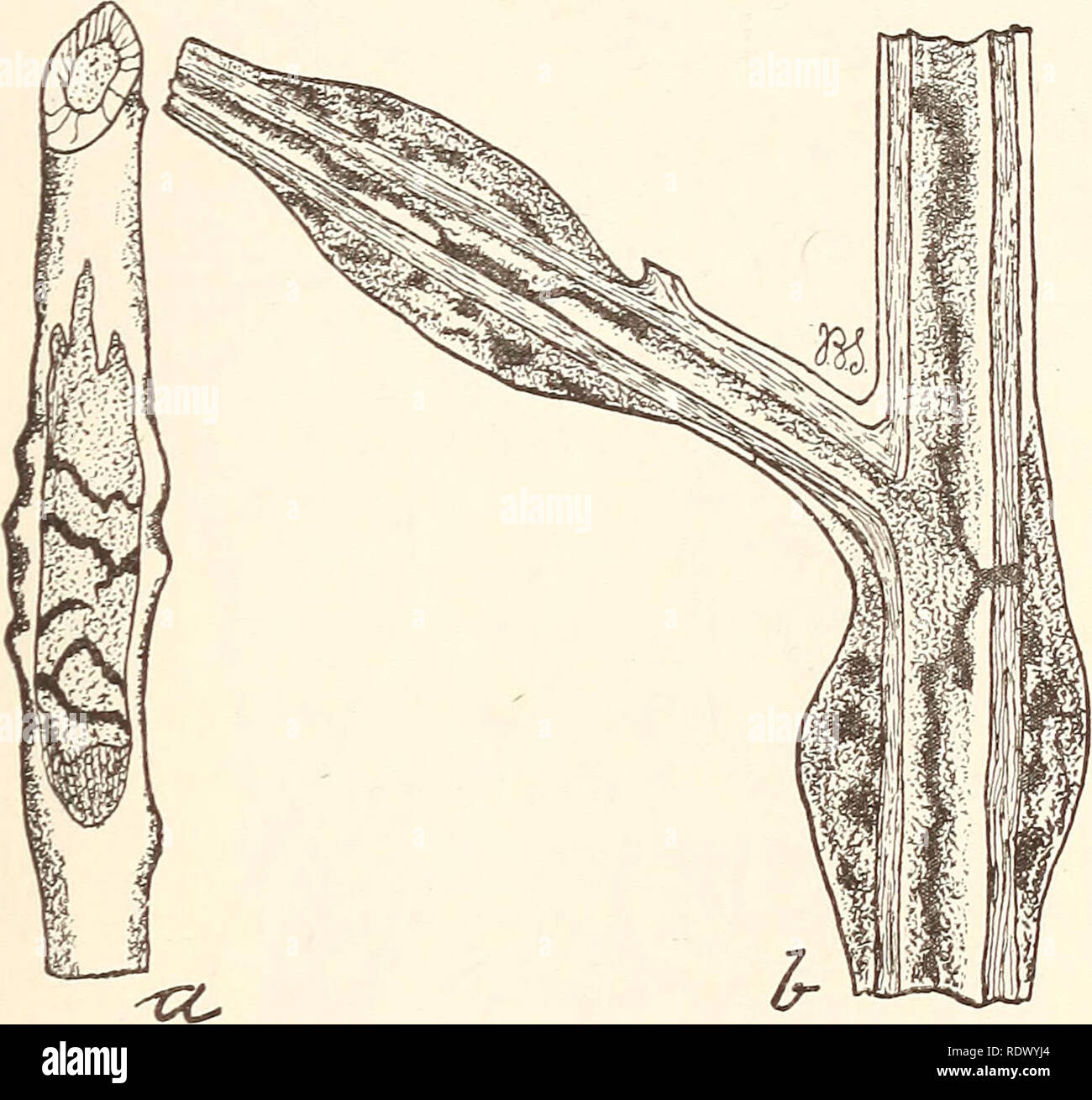 Gall maker beetles hi-res stock photography and images - Alamy