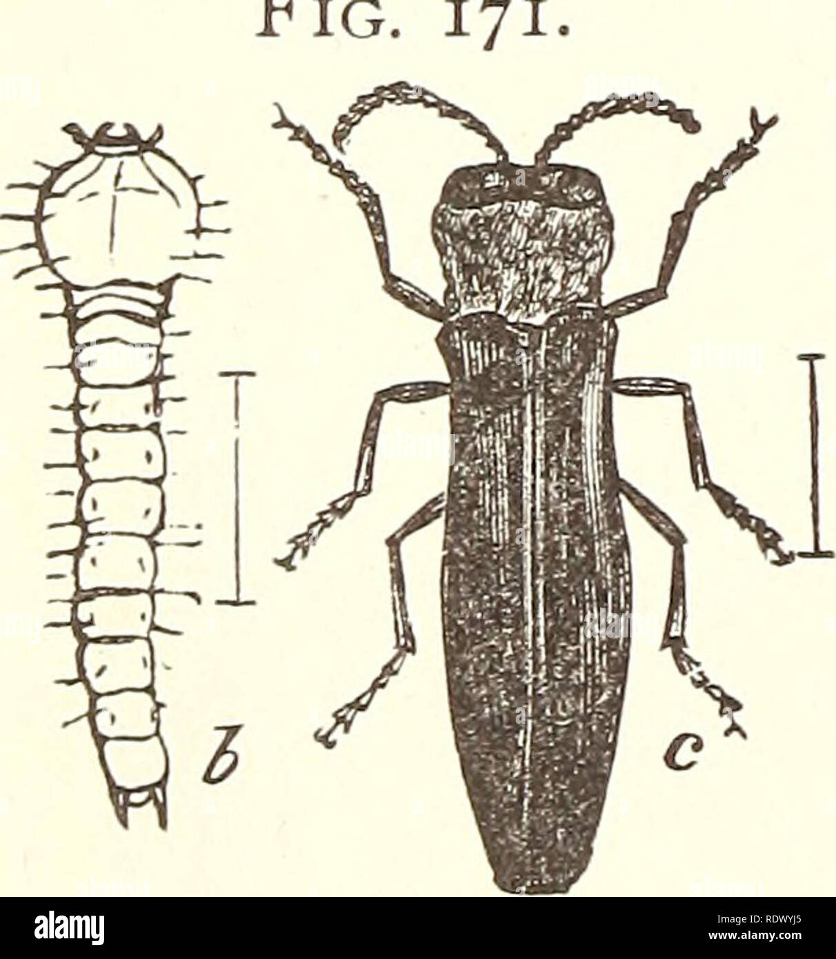. Economic entomology for the farmer... The flat-head apple-borer ...