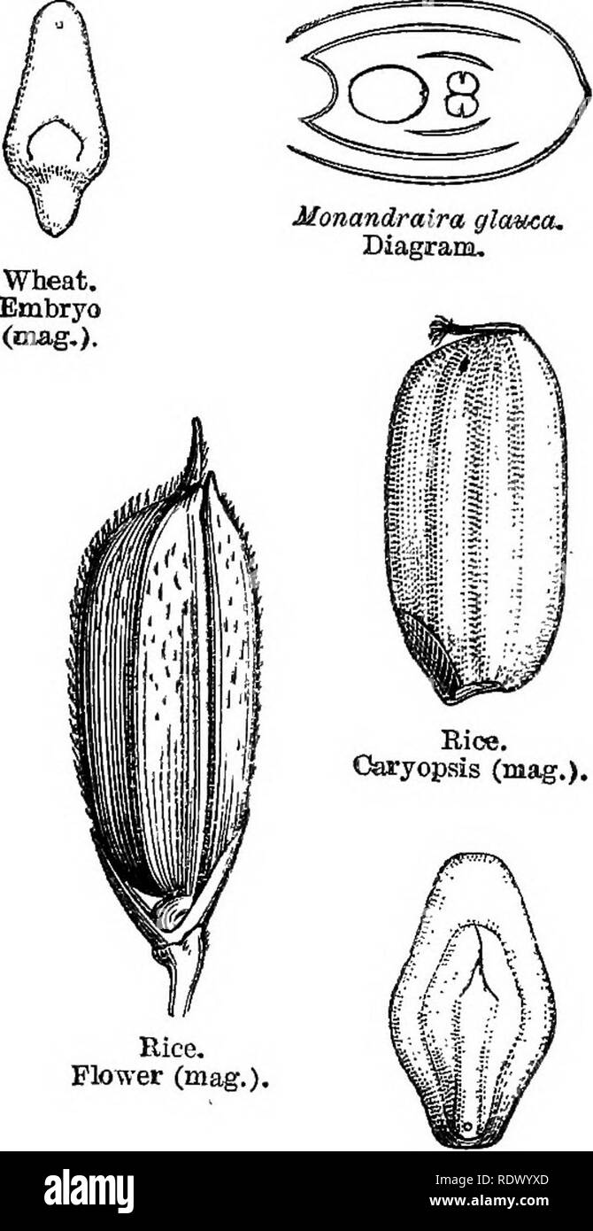 Caryopsis Fruit Examples