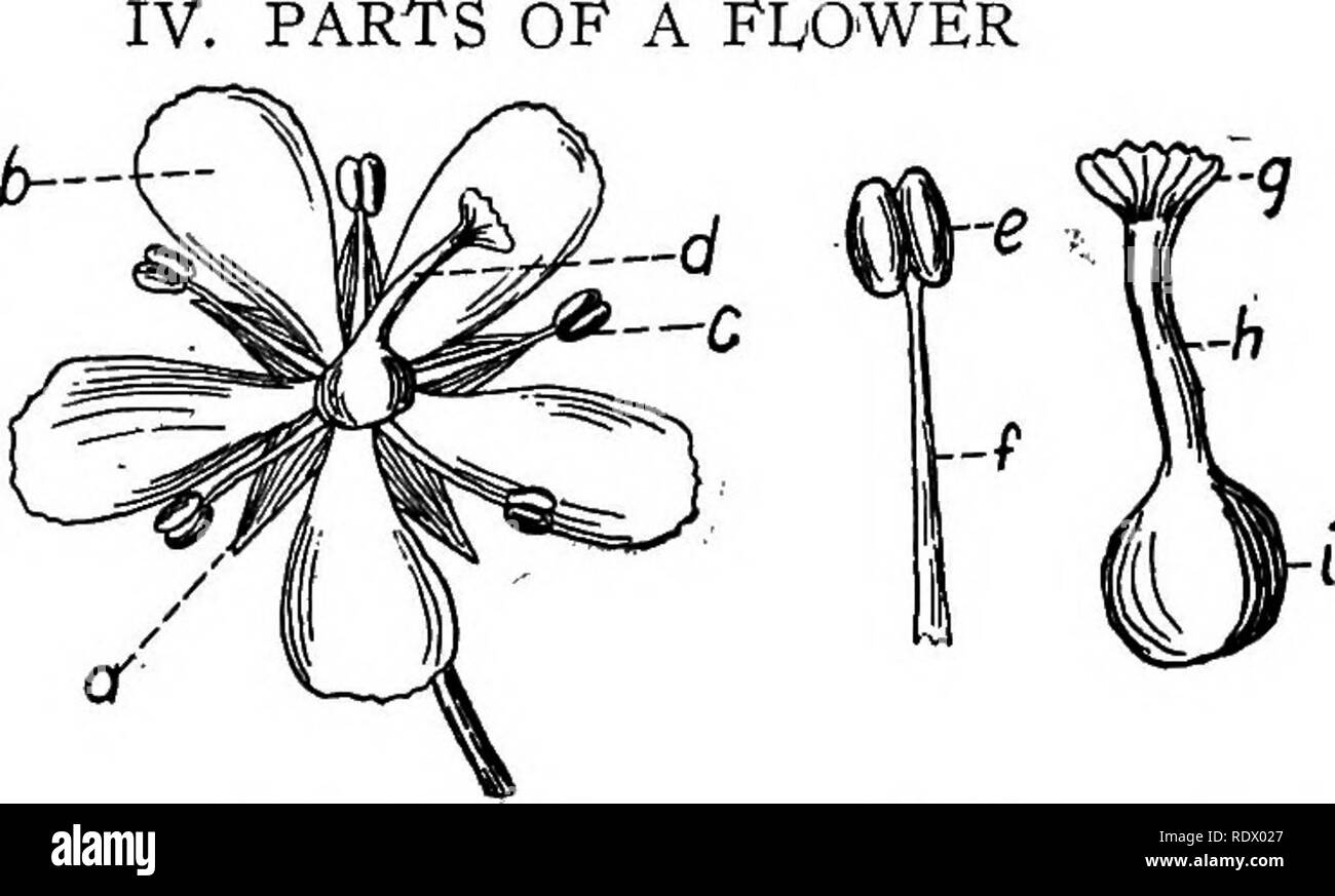 . Michigan trees; a handbook of the native and most important ...