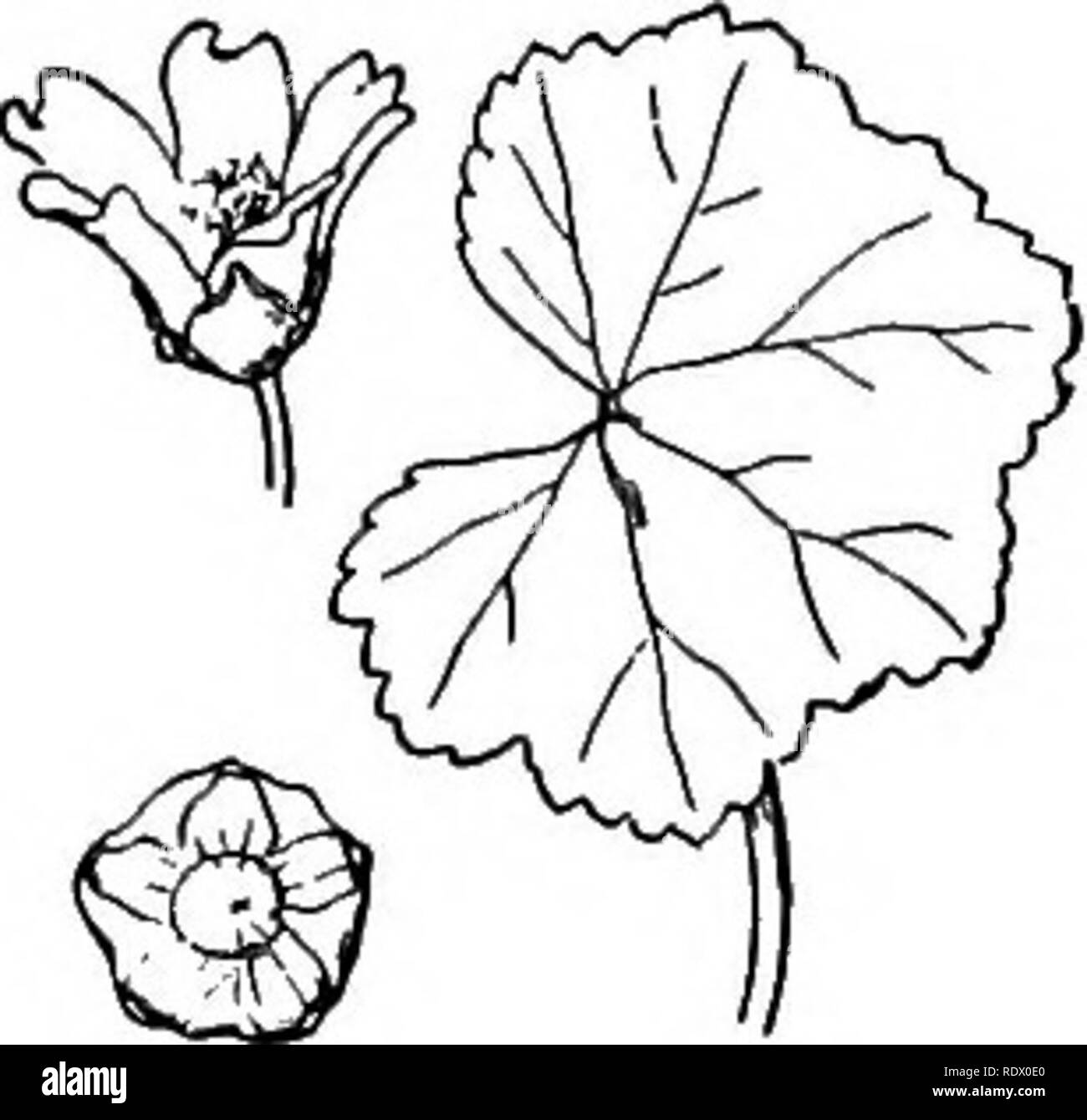 Flowers in cistaceae family Black and White Stock Photos & Images - Alamy