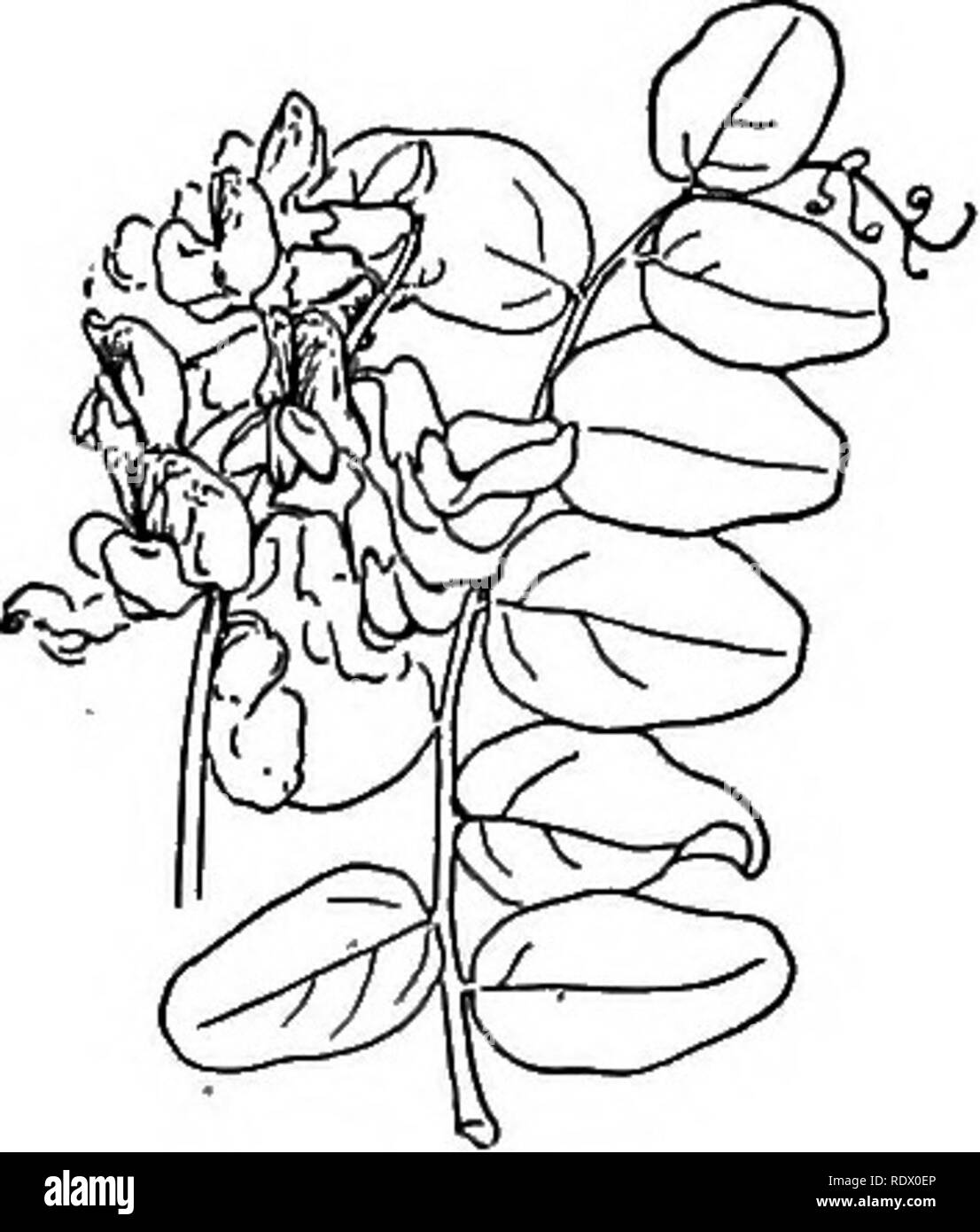 Lathyrus venosus hi-res stock photography and images - Alamy