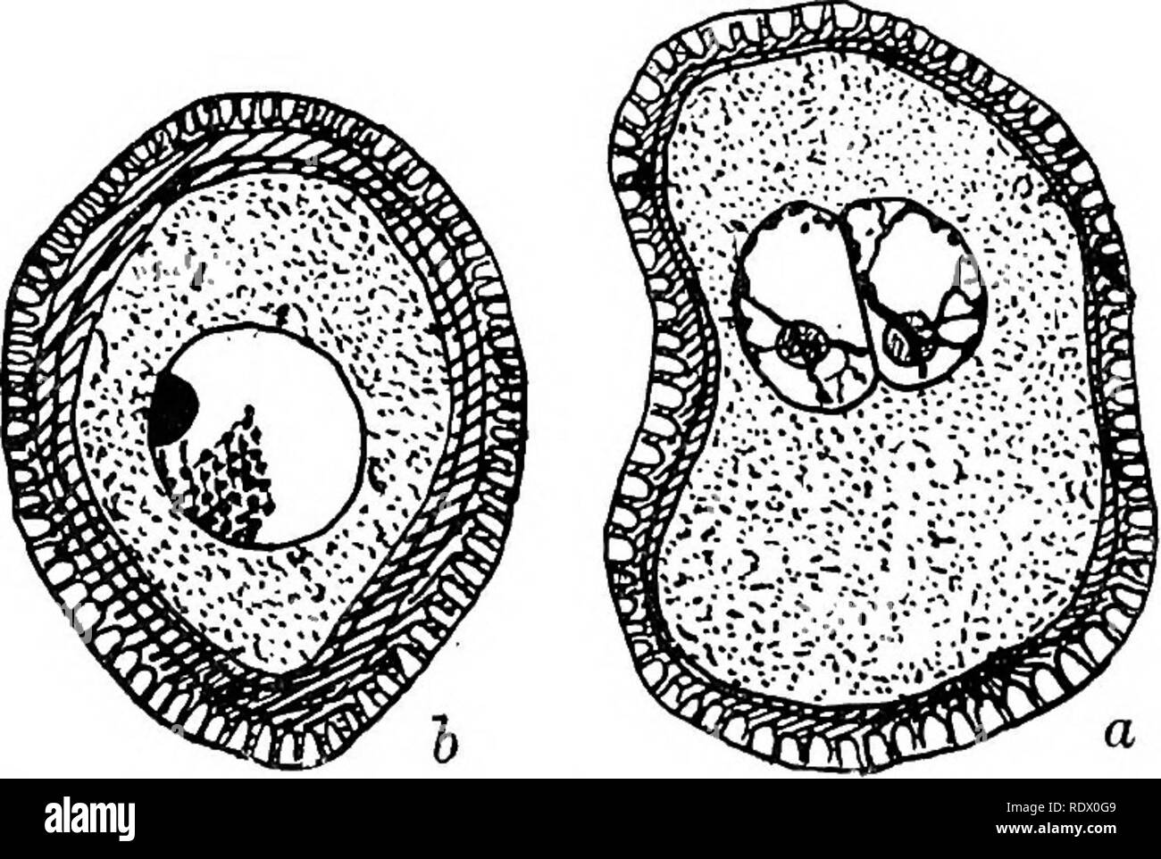 . Fungi, ascomycetes, ustilaginales, uredinales. Fungi. Fig. 186 ...