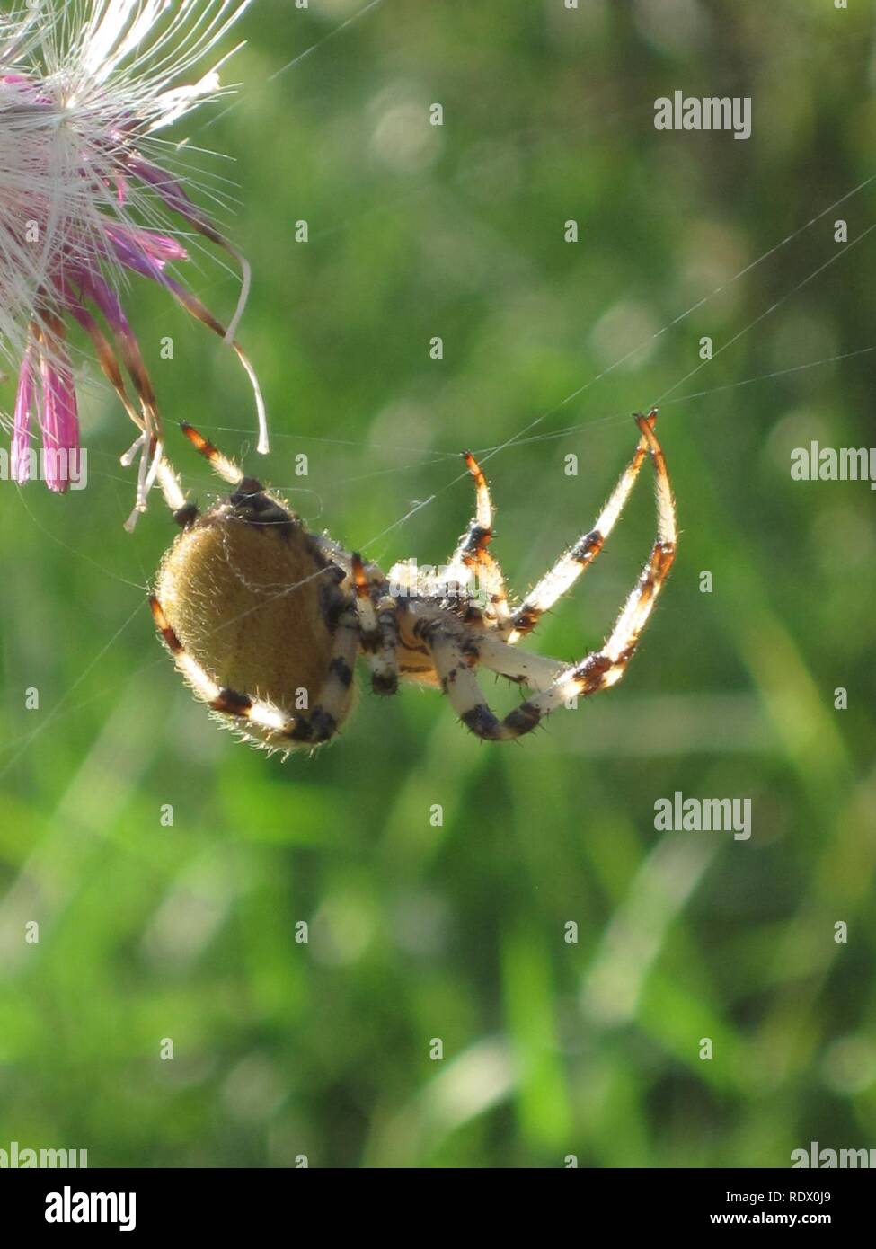 Araneus quadratus (four-spot orb-weaver), Arnhem, the Netherlands Stock ...