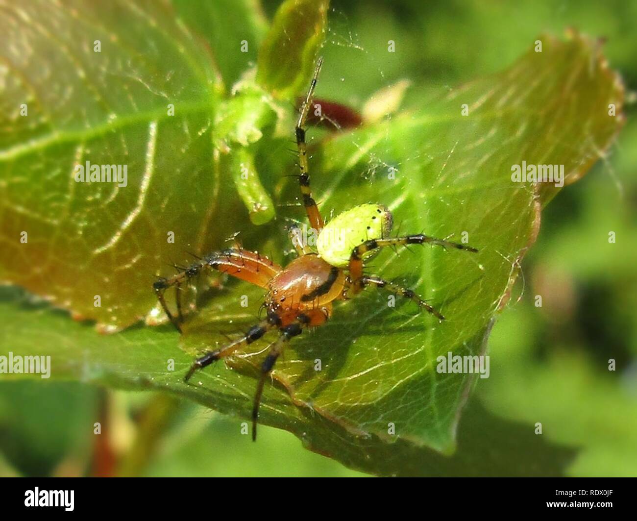 Araniella cf. cucurbitina (Araneidae sp.) male Elst (Gld) the ...