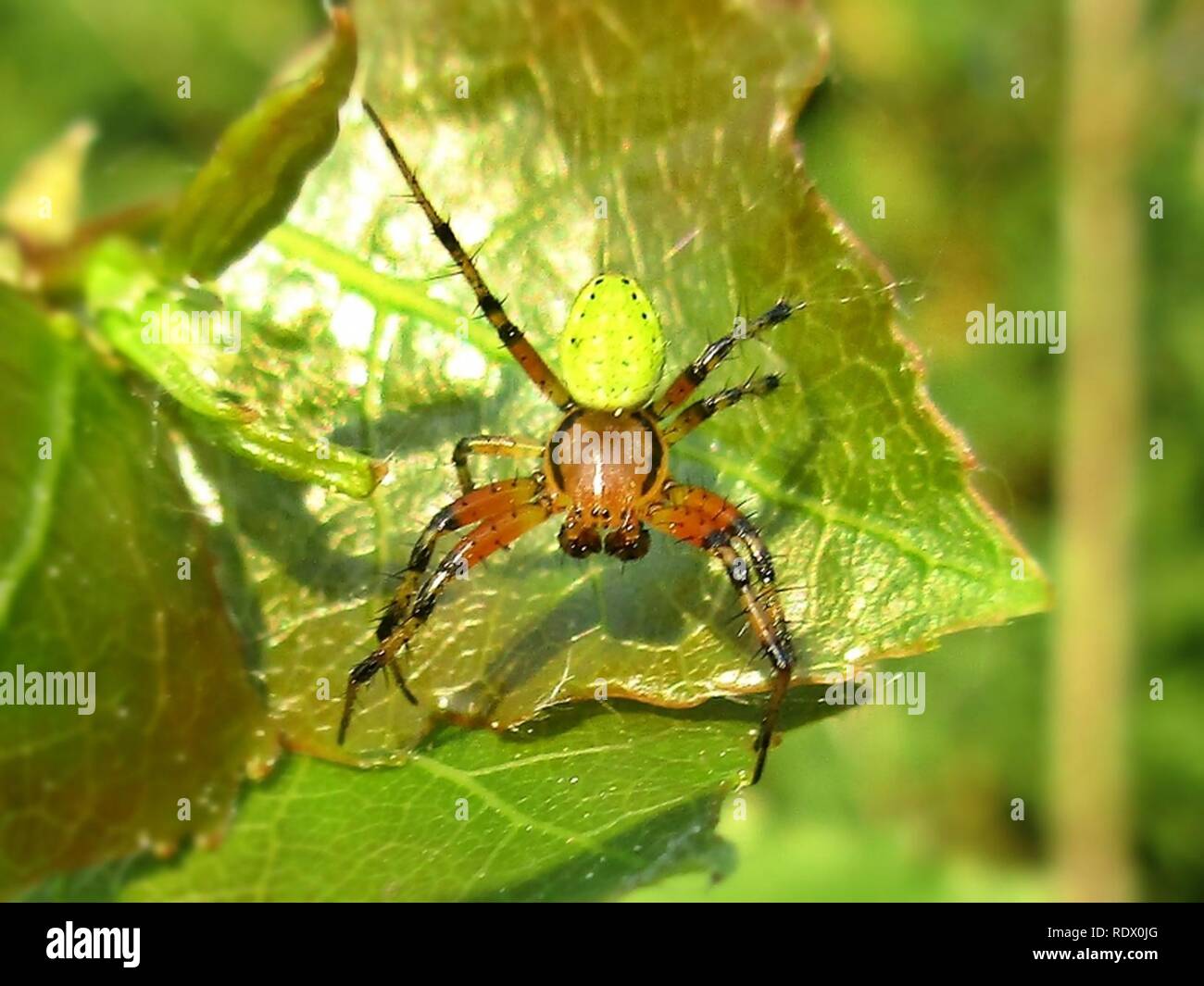 Araniella cf. cucurbitina (Araneidae sp.) male Elst (Gld) the ...