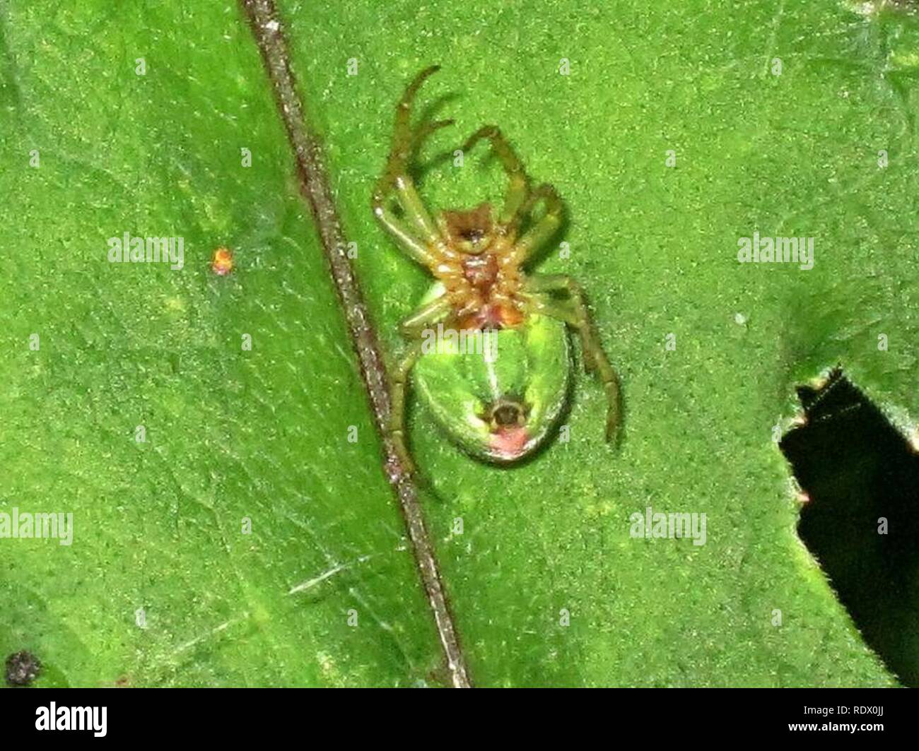 Araniella spec hi-res stock photography and images - Alamy