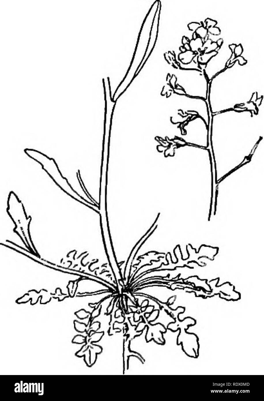 . A spring flora for high schools. Botany. Cardamine Douglasii, Spring ...