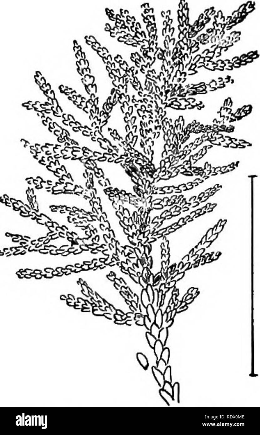 . Ornamental shrubs of the United States (hardy, cultivated). Shrubs ...
