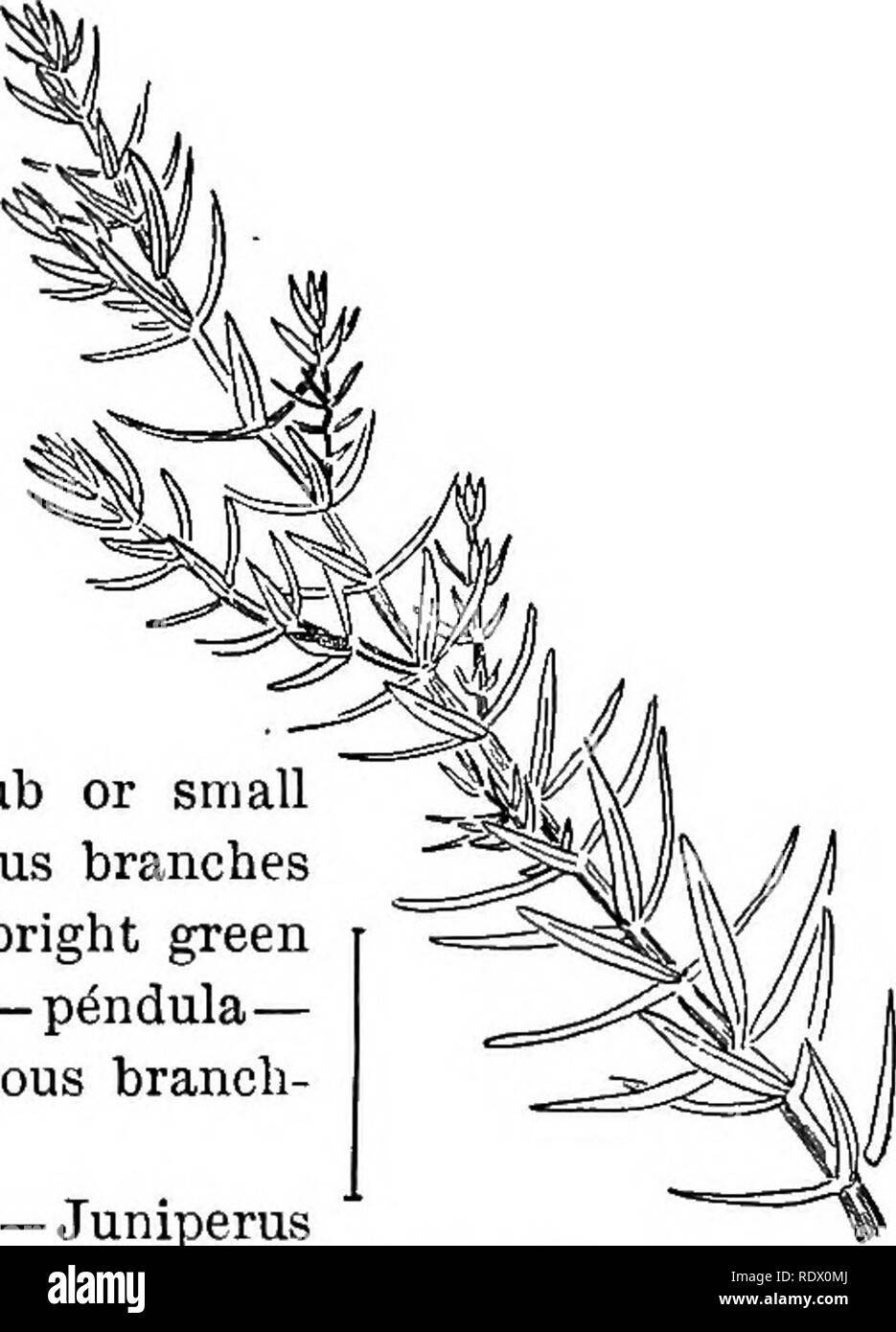 . Ornamental shrubs of the United States (hardy, cultivated). Shrubs ...
