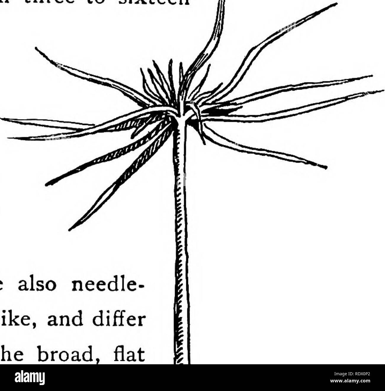 First wheel spokes Black and White Stock Photos & Images - Alamy