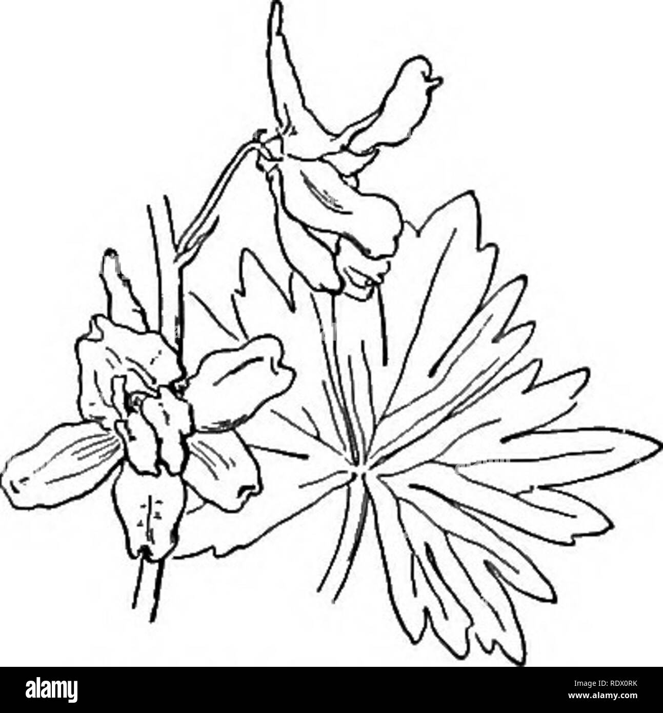 Terminal raceme Cut Out Stock Images & Pictures - Alamy