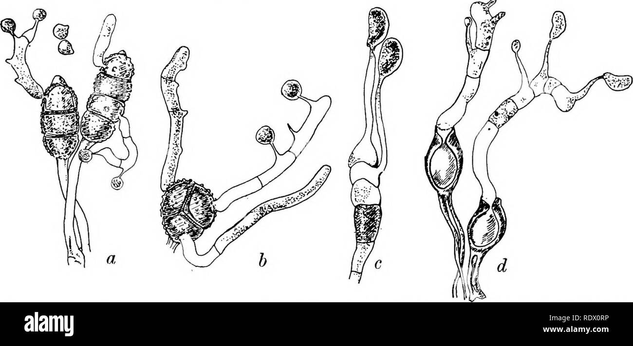 Obligate parasites hi-res stock photography and images - Alamy