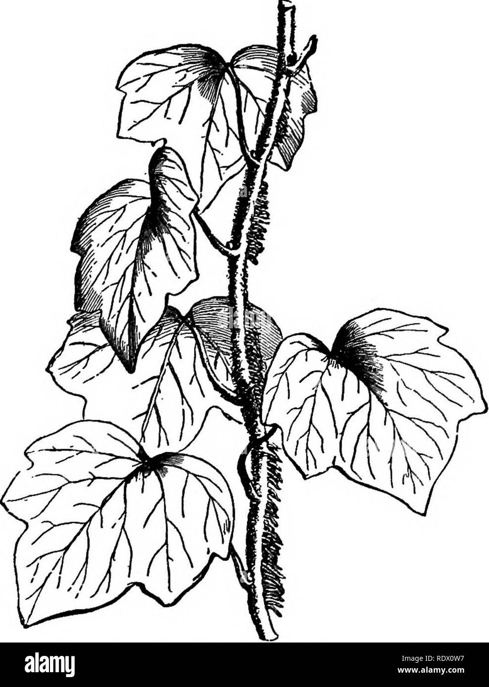 Hedera helix roots Cut Out Stock Images & Pictures - Alamy