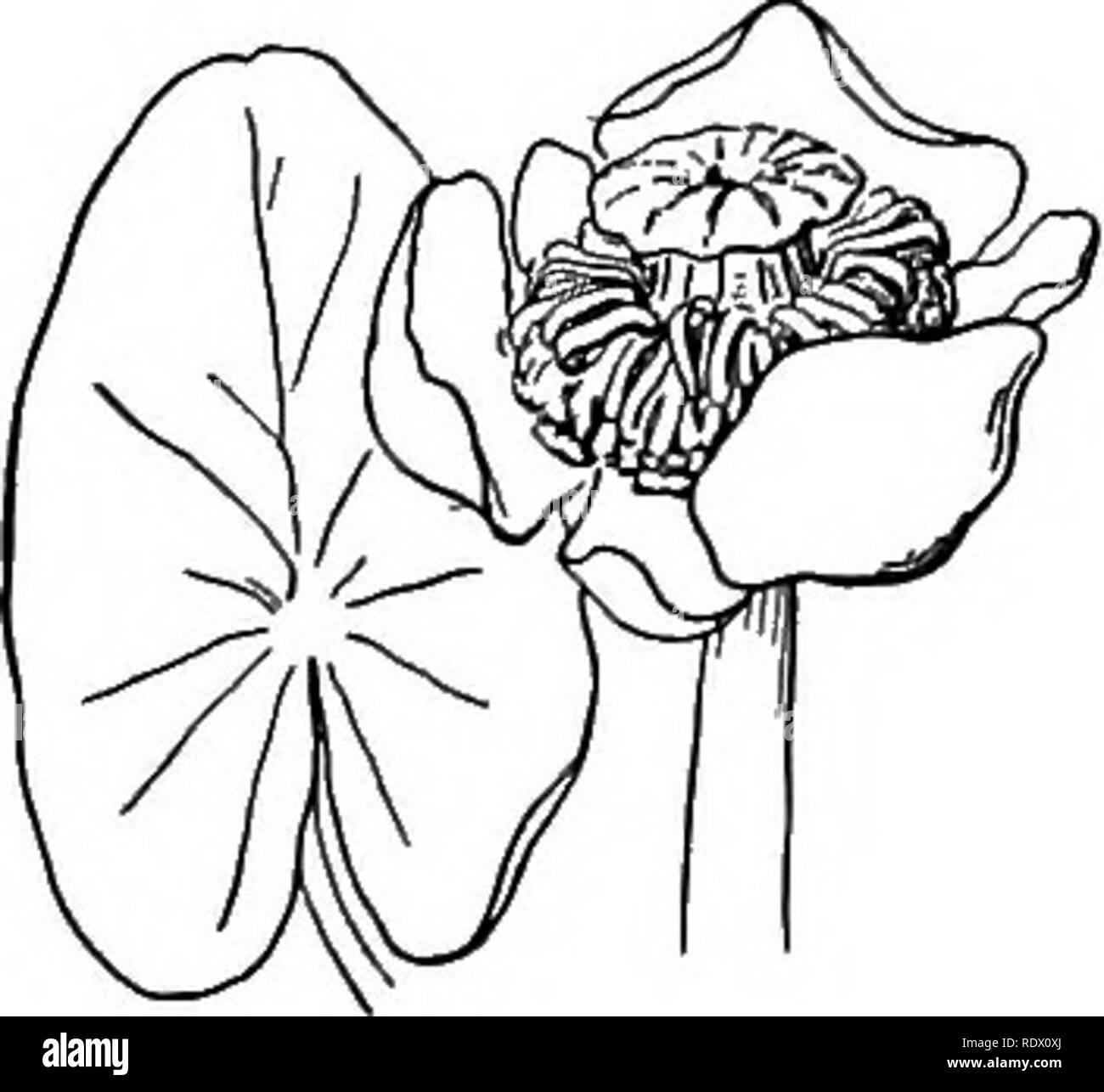 flower anatomy coloring page