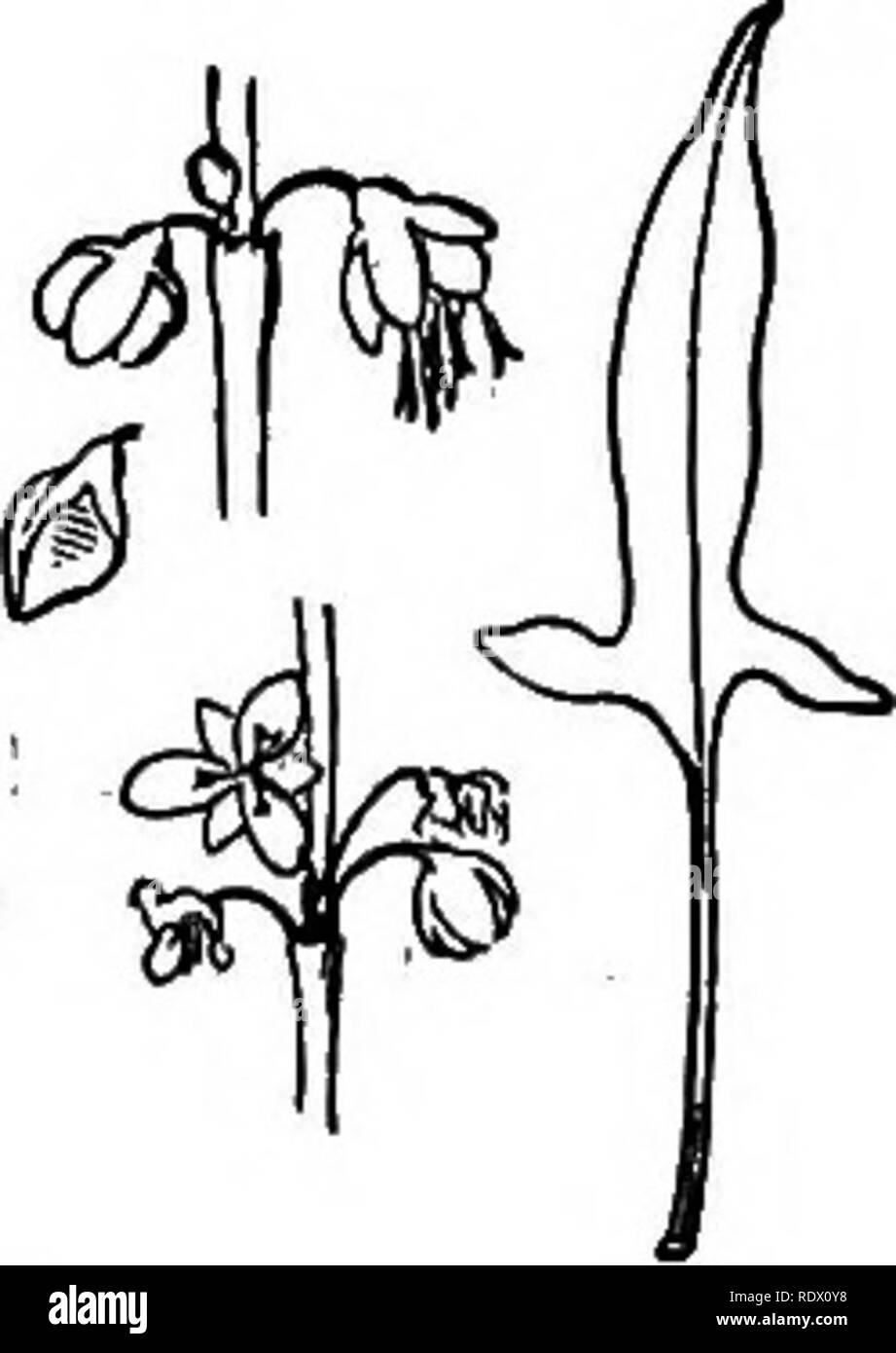 . A spring flora for high schools. Botany. CARYOPHYLLACEAE (PINK FAMILY ...