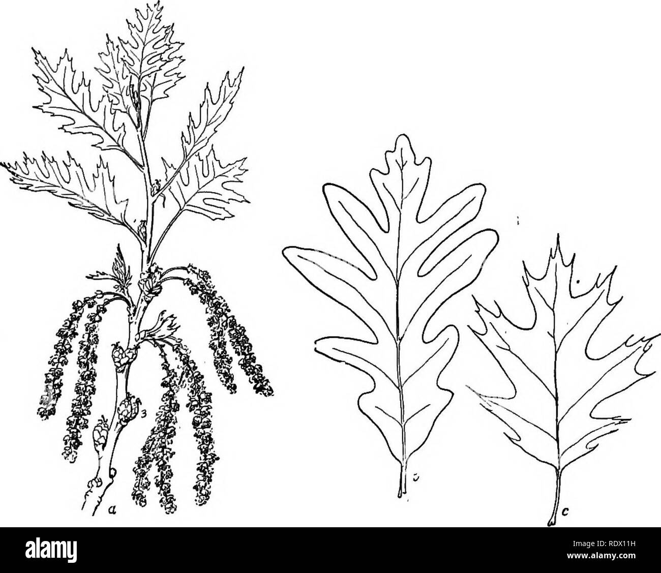 Deeply furrowed bark Black and White Stock Photos & Images - Alamy