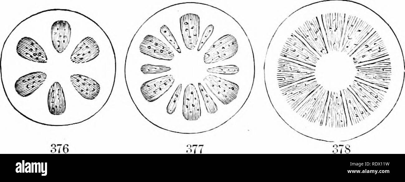 Cross section stem of vascular plants hi-res stock photography and ...