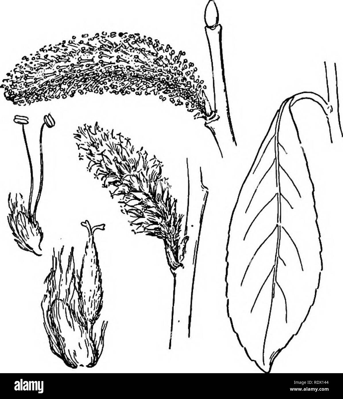 Shrubs for damp soil Cut Out Stock Images & Pictures - Alamy