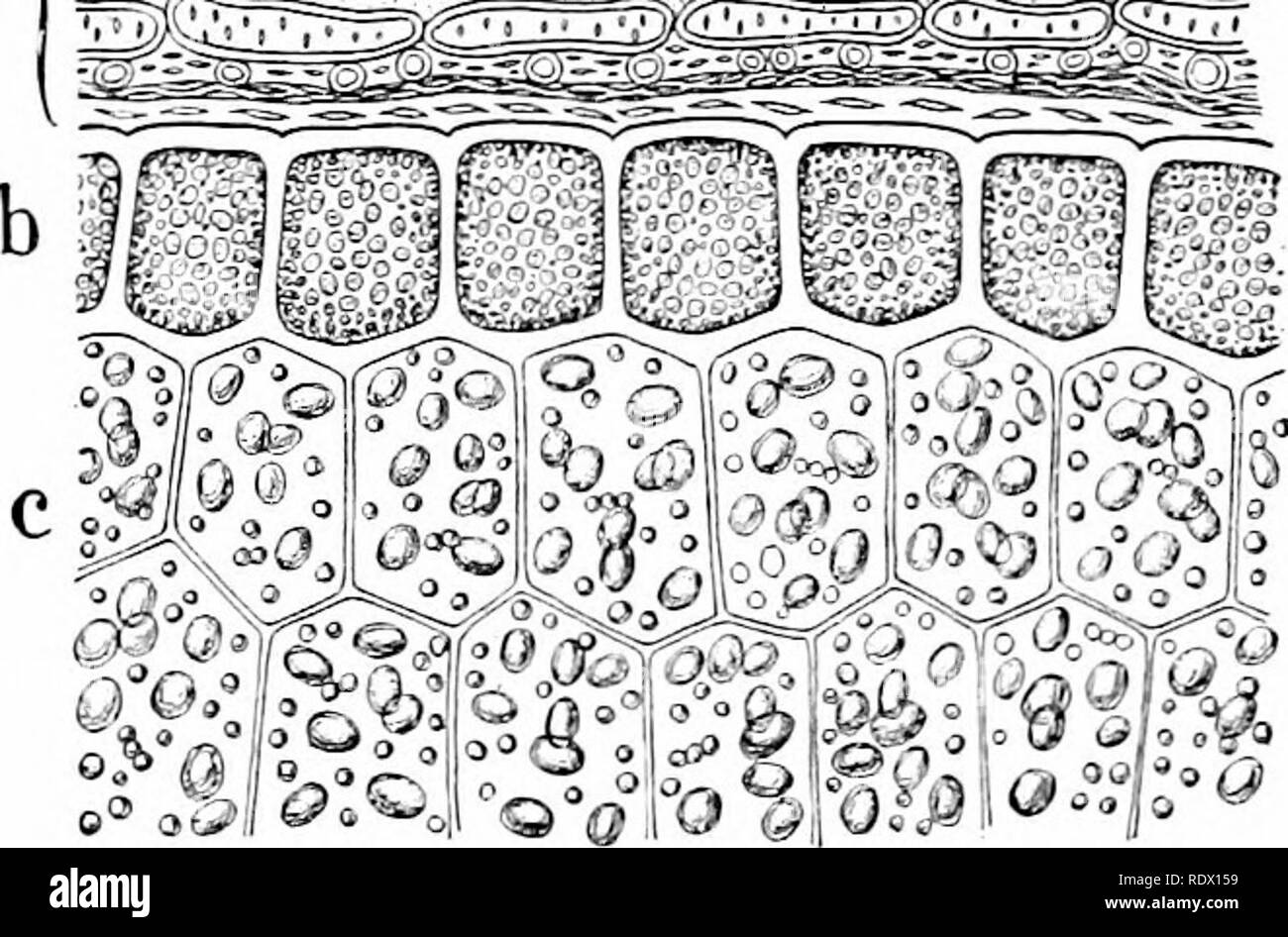 Starch granules in plant cells hi-res stock photography and images - Alamy