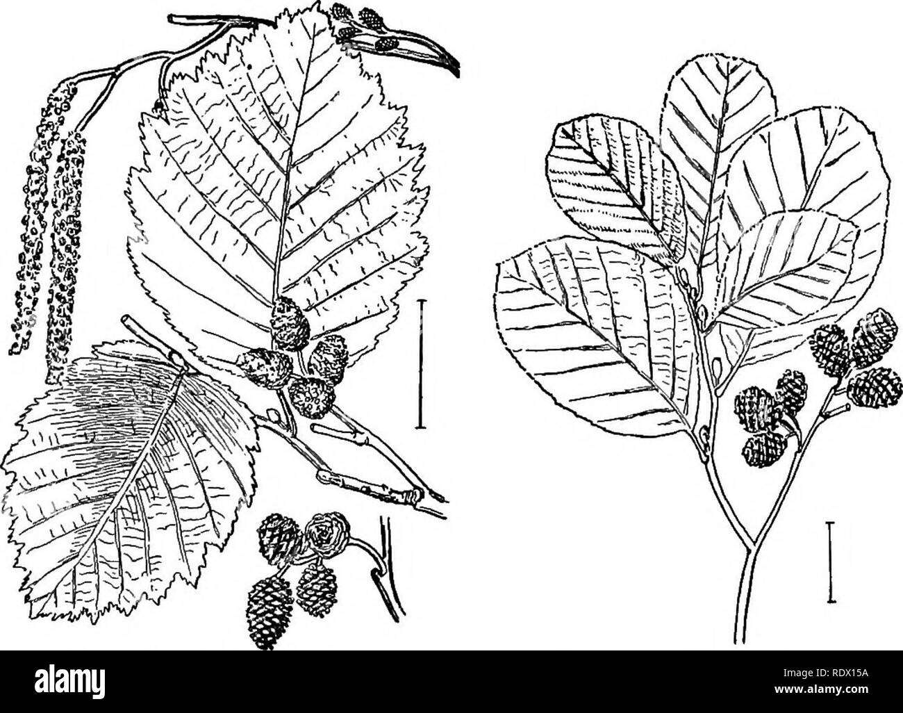 Smooth Alder High Resolution Stock Photography and Images - Alamy