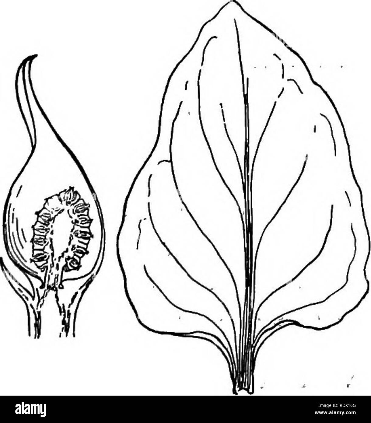 Spherical cluster of leaves hi-res stock photography and images - Alamy