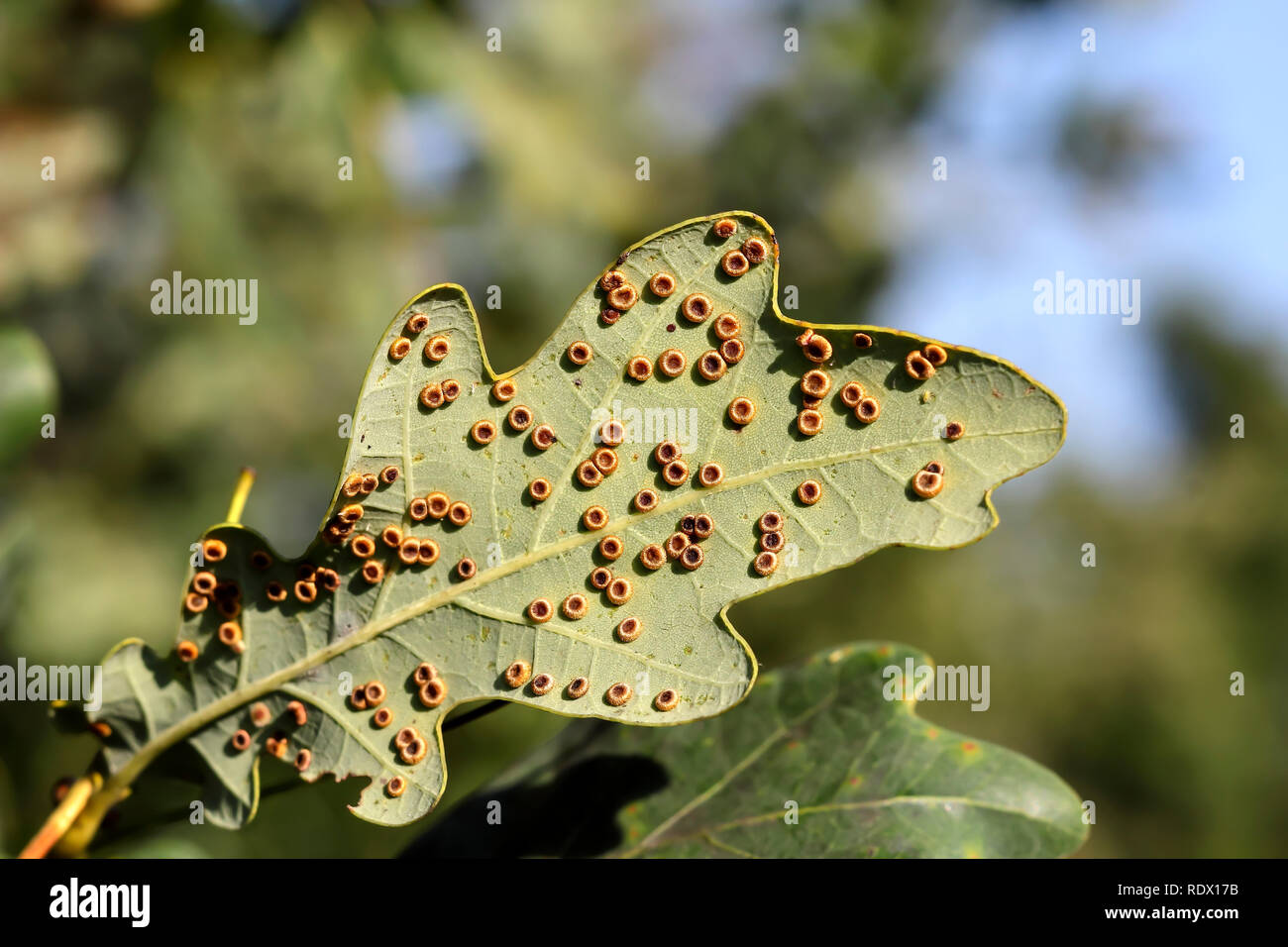 Galls of the Silk button gall wasp, Neuroterus numismalis, on underside ...