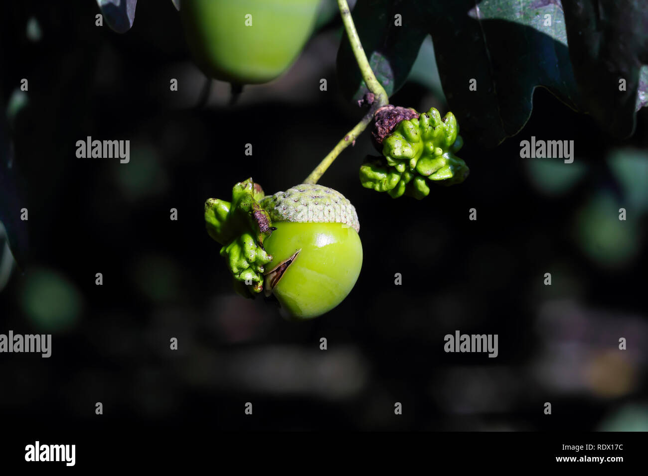 Acorn gall wasp, Andricus quercuscalicis, on acorn of a pedunculate oak ...