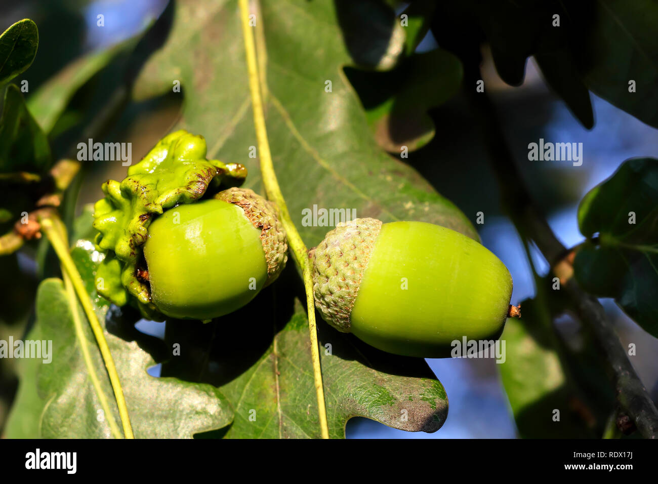 Acorn gall wasp, Andricus quercuscalicis, on acorn of a pedunculate oak ...