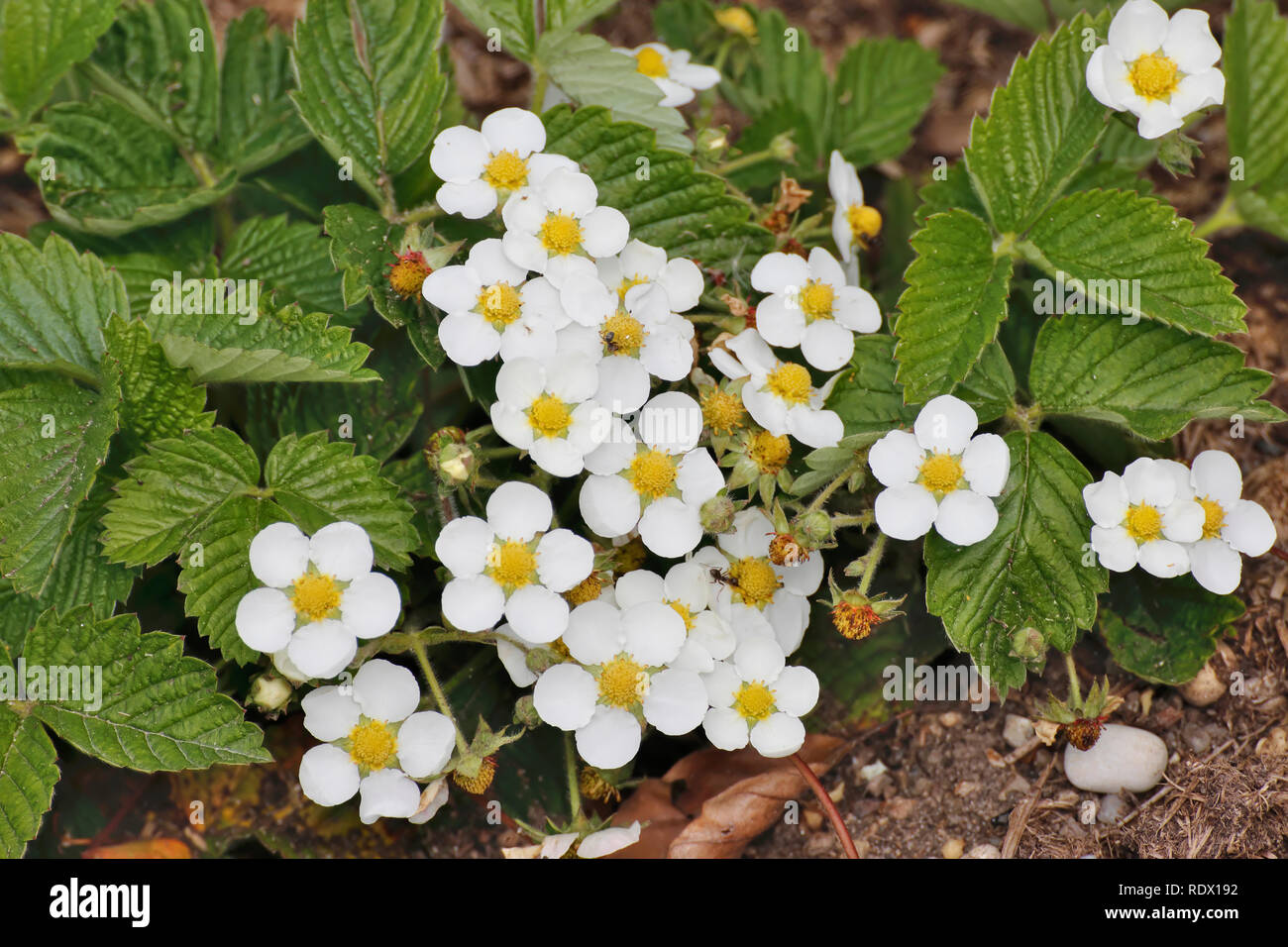 Strawberry garden mara de bois hi-res stock photography and images - Alamy