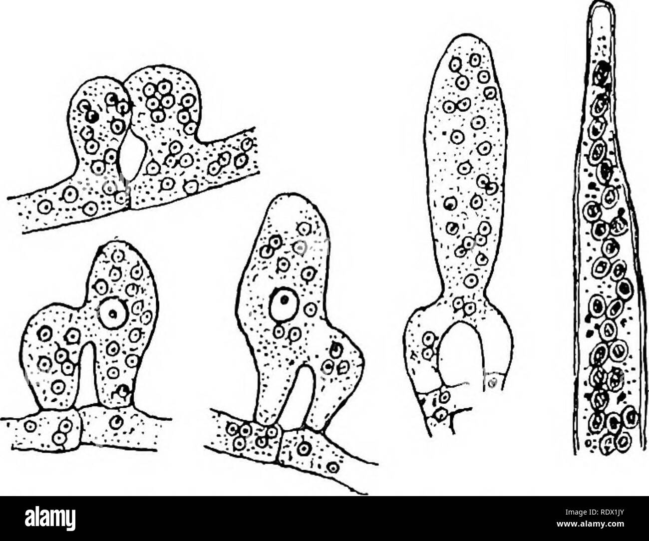 . Fungi, ascomycetes, ustilaginales, uredinales. Fungi. Ill ...