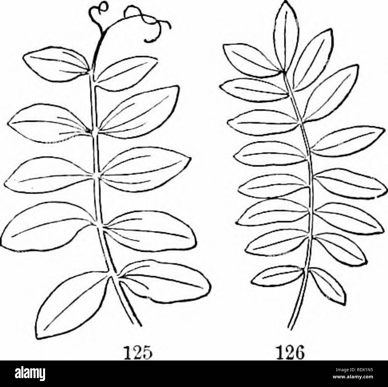 Leaves pinnate in pairs hi-res stock photography and images - Alamy