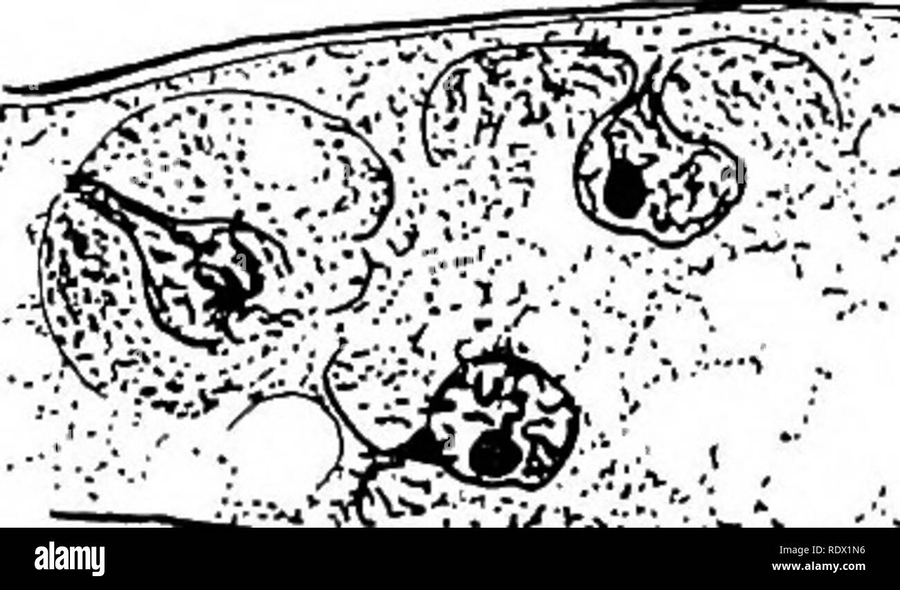 . Fungi, ascomycetes, ustilaginales, uredinales. Fungi. n] ASCOMYCETES ...