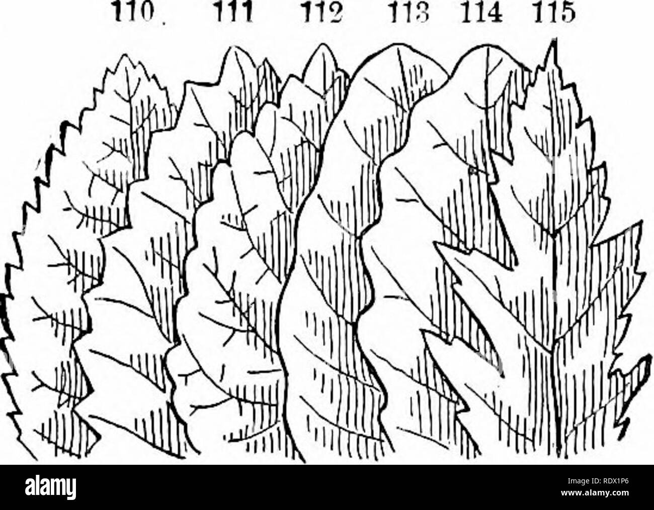 Slightly bending outwards hi-res stock photography and images - Alamy