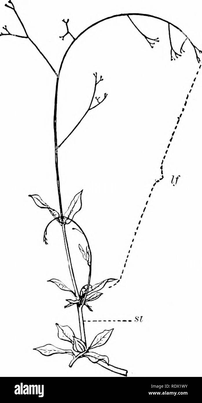 Leaflet Tendril