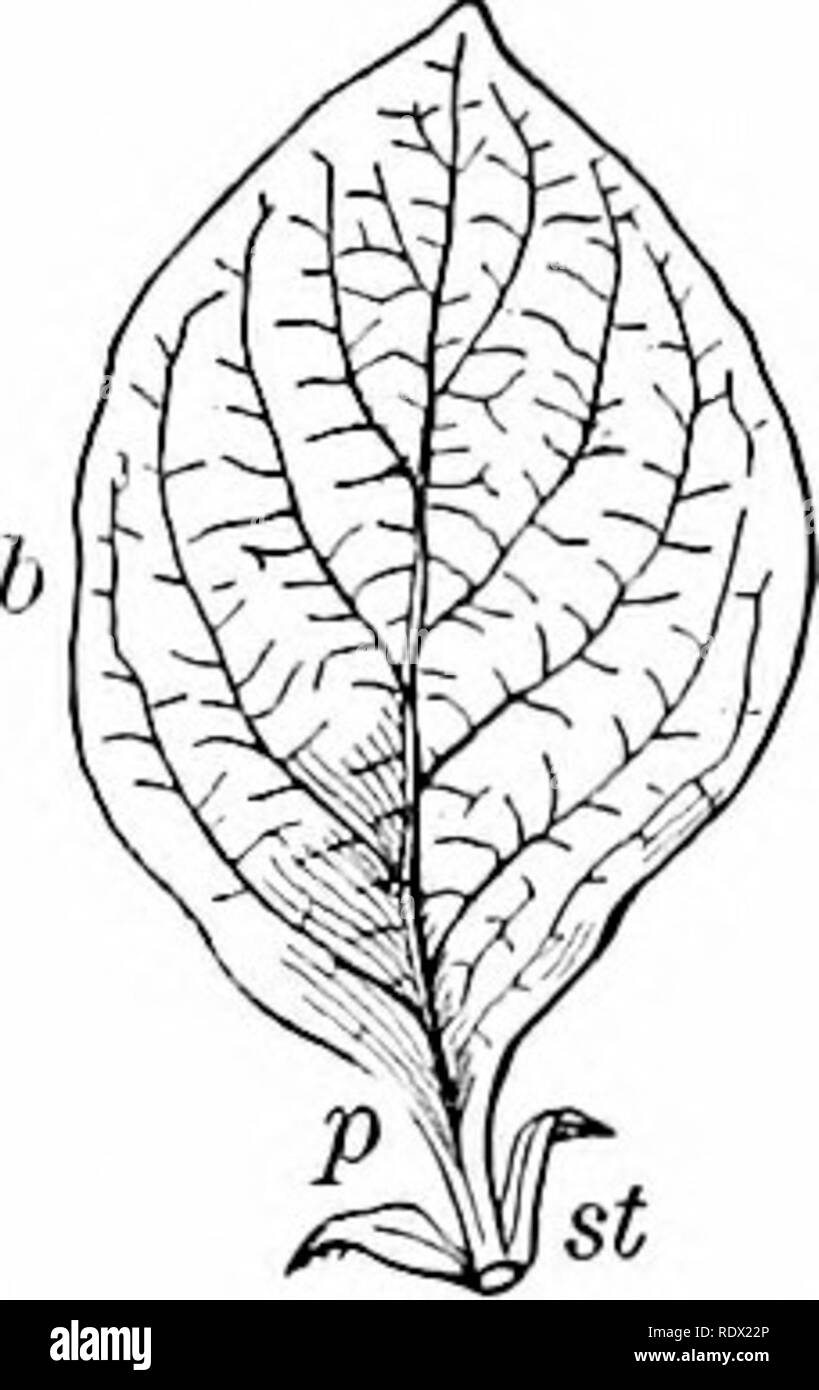 Leaf veinlets Black and White Stock Photos & Images - Alamy