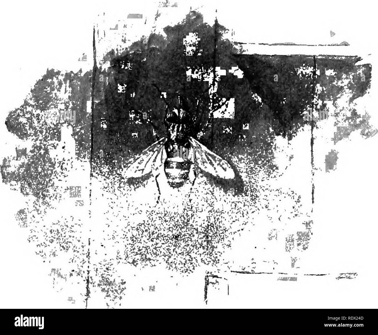 . Eye spy : afield with nature among flowers and animate things ...