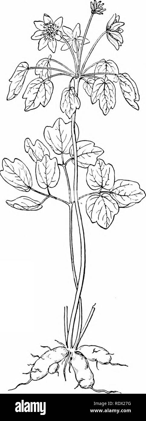 Example of a taproot Black and White Stock Photos & Images - Alamy