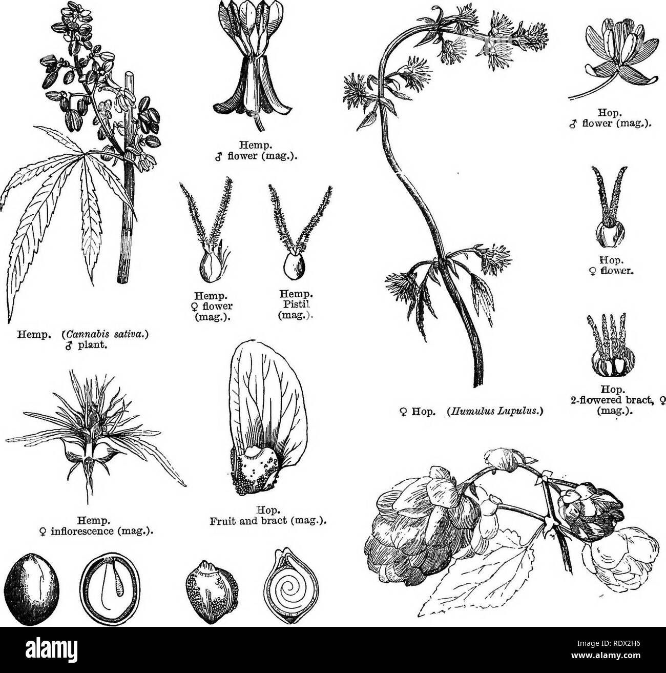 . A general system of botany, descriptive and analytical. In two parts ...
