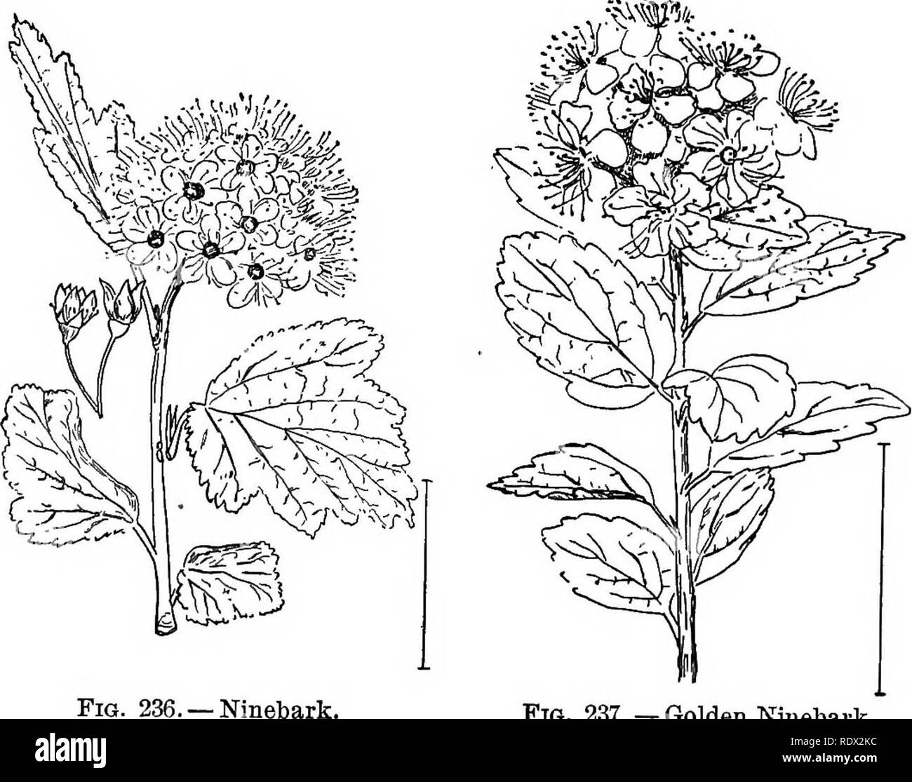 Eastern ninebark hi-res stock photography and images - Alamy