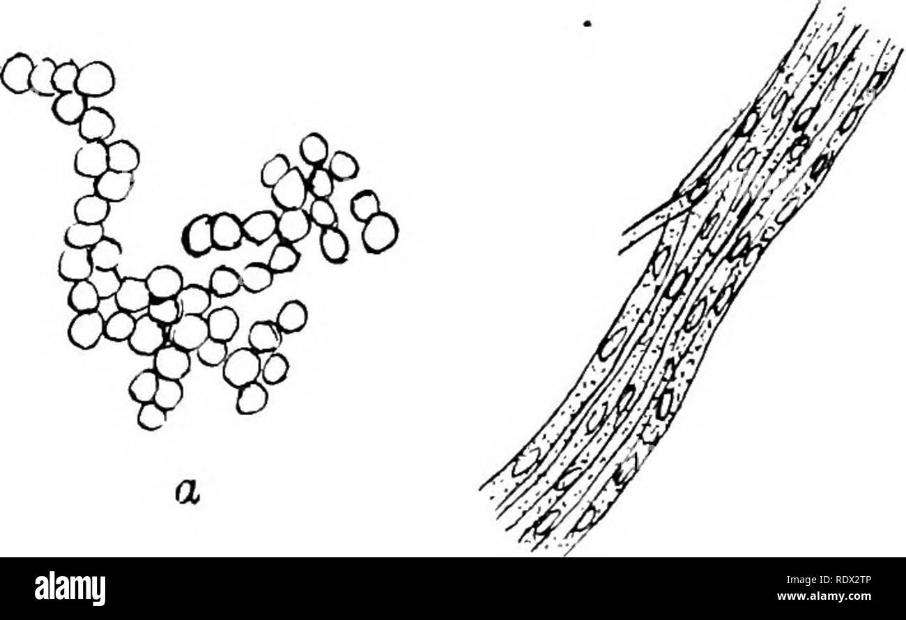 Thin walled hyphae Black and White Stock Photos & Images - Alamy