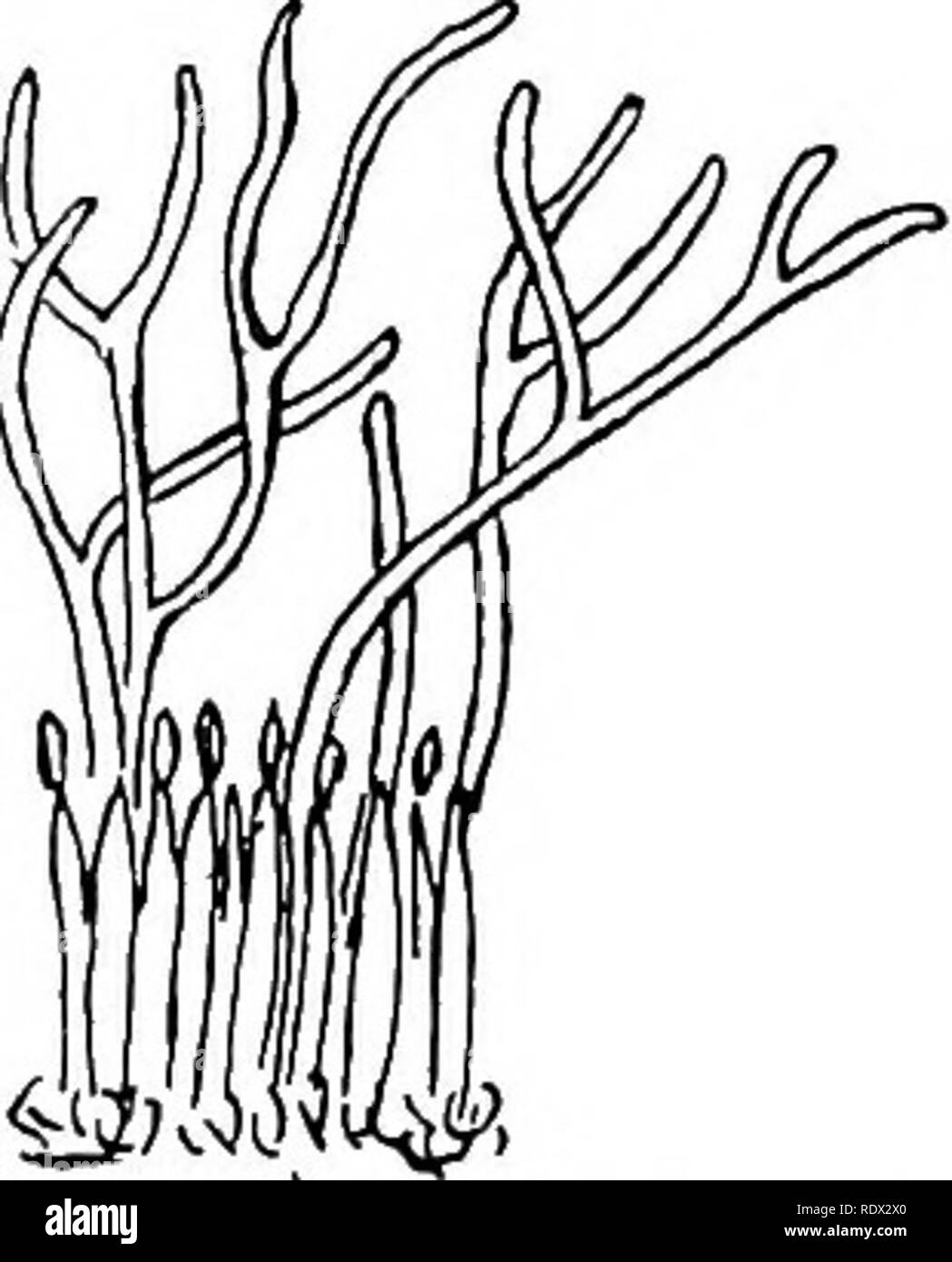 Pycnidia Black and White Stock Photos & Images - Alamy