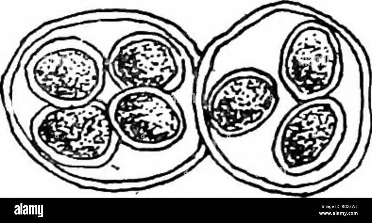 Oblong pies Black and White Stock Photos & Images - Alamy