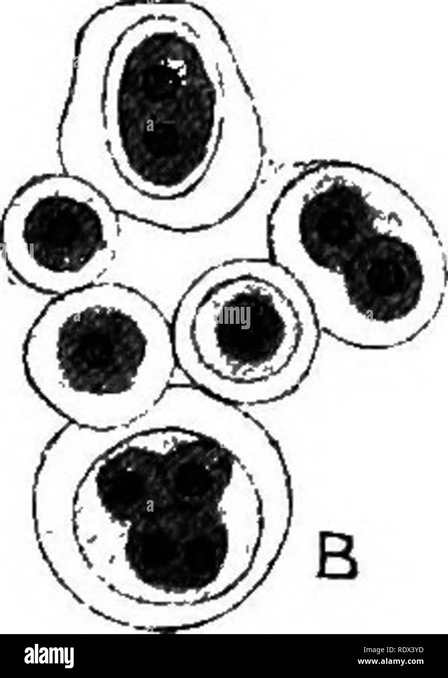 Chroococcus turgidus chroococcus turgidus Black and White Stock Photos ...