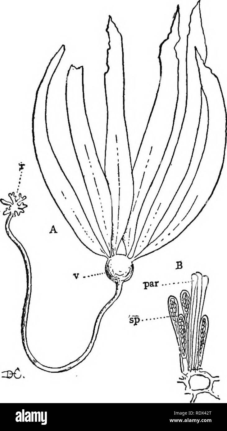 Macro carpus Black and White Stock Photos & Images - Alamy