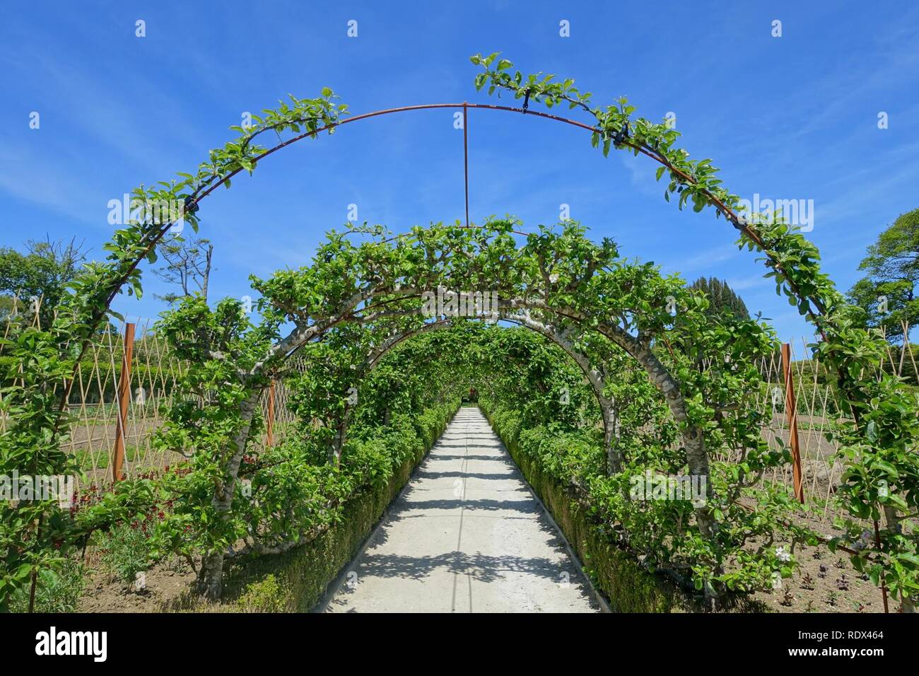 Arbor walkway - Lost Gardens of Heligan - Cornwall, England Stock Photo ...