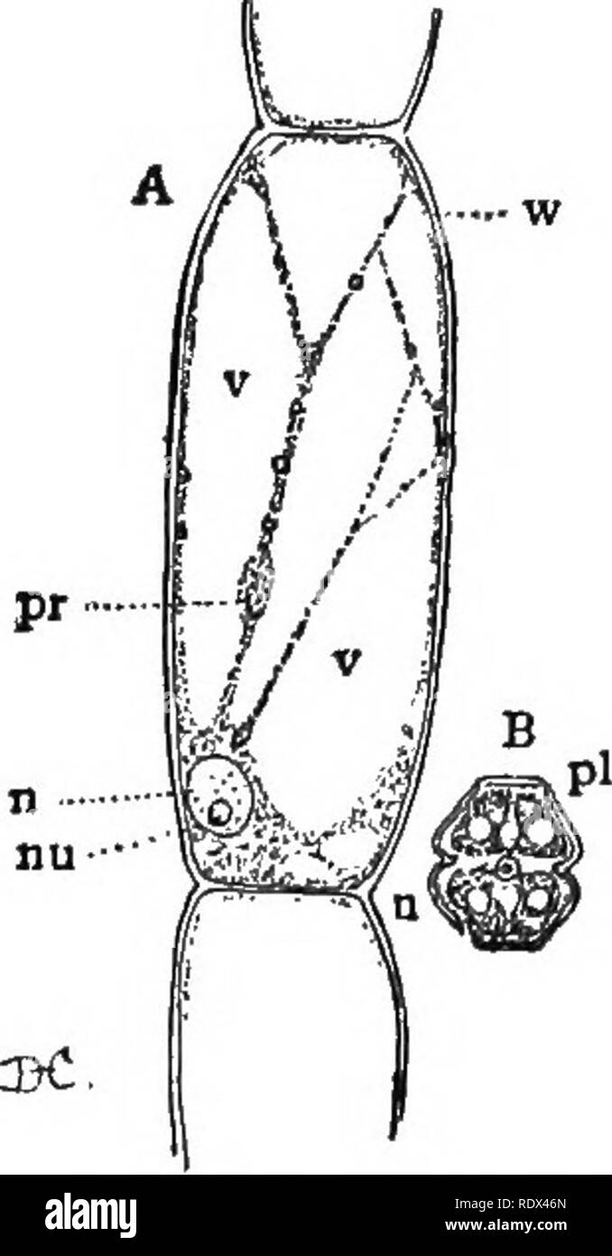Monera hi-res stock photography and images - Alamy